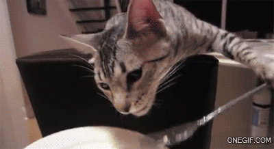 Such a sophisticated cat - Meme subido por mustafatopi :) Memedroid