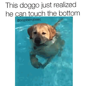 water doggo - Meme by TheRealNSA :) Memedroid