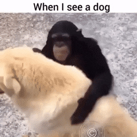 Doggy style - Meme by Dildonator :) Memedroid