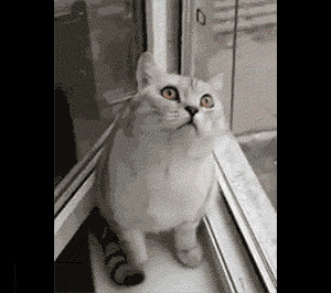 Cat is broken - Meme subido por mustafatopi :) Memedroid