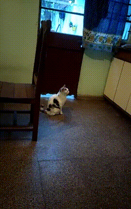 cat is broken - Meme by Jack_The_Raper :) Memedroid