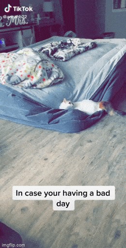 Rocket Cat or is it Honky Man? - Meme by Grumpasaurus :) Memedroid