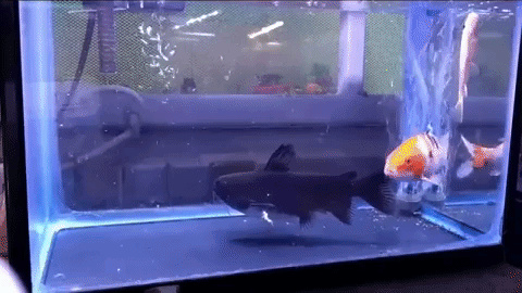 gulper catfish - Meme by justletmehaveaname :) Memedroid