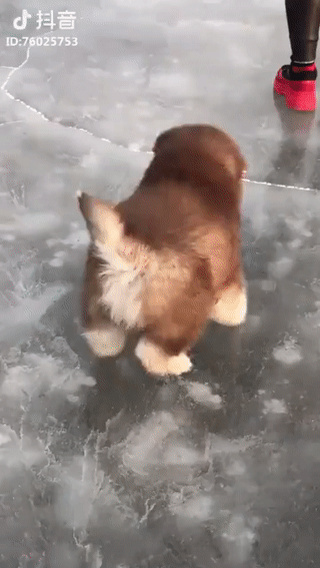 puffer - Meme subido por Jack_The_Raper :) Memedroid